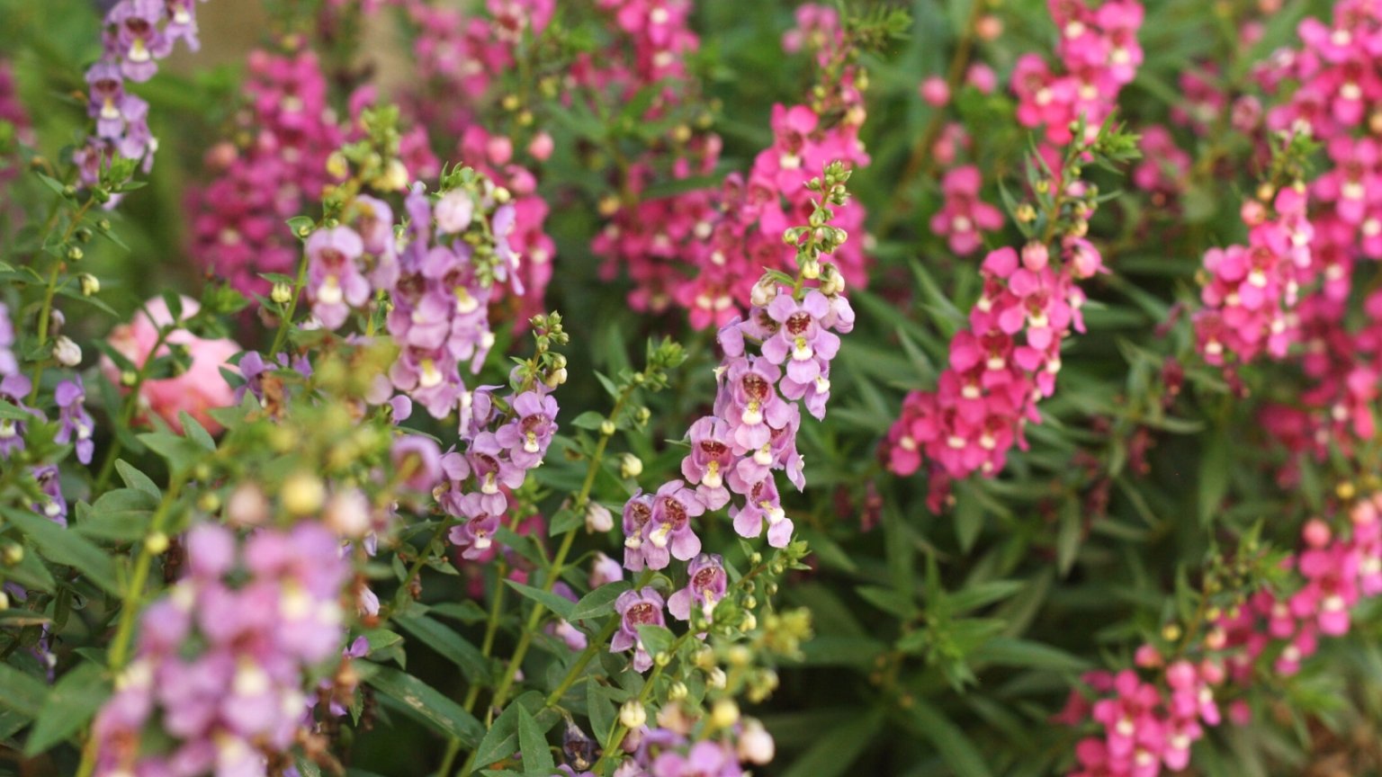 How to Plant, Grow, and Care for Angelonia