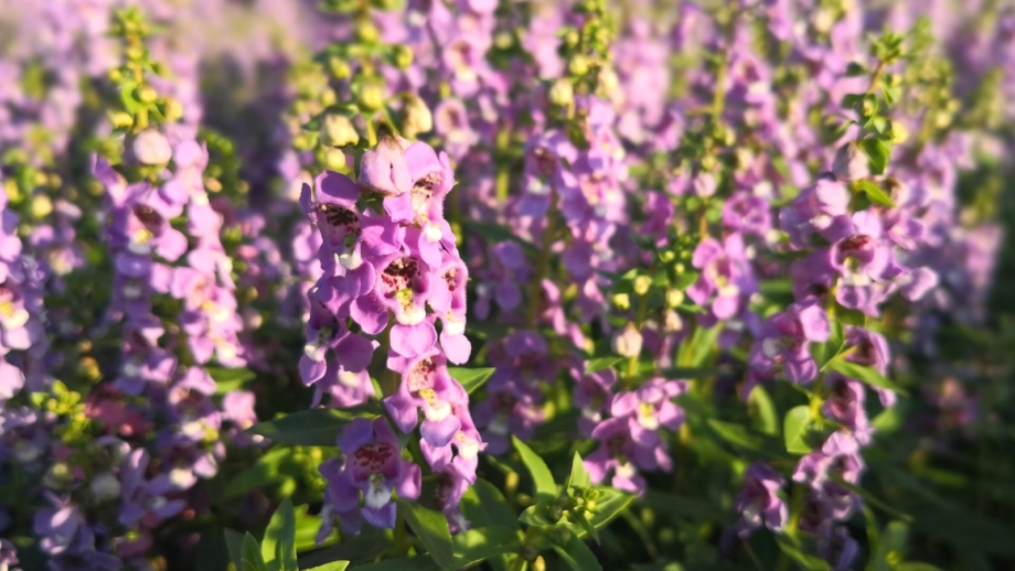 How to Plant, Grow, and Care for Angelonia