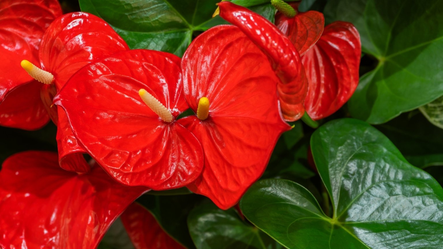 How to Plant, Grow, and Care for Anthuriums