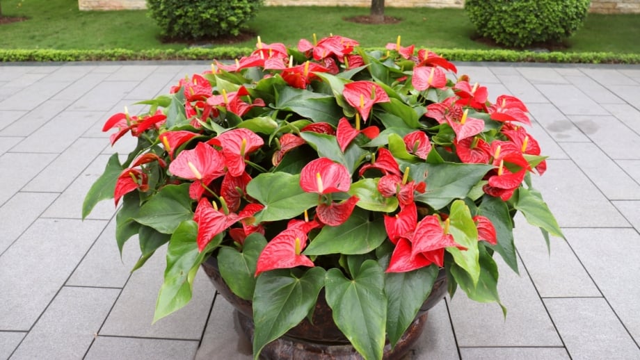 How to Plant, Grow, and Care for Anthuriums