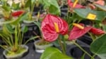 How to Plant, Grow, and Care for Anthuriums