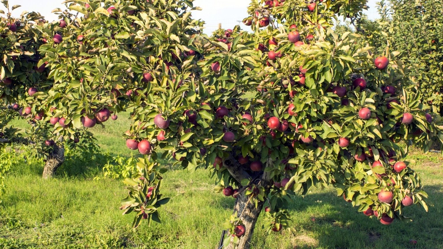 30 Most Delicious Apple Tree Varieties For Home Gardens