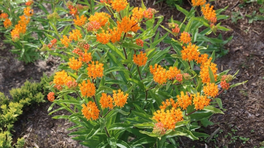 How to Plant, Grow, and Care for Butterfly Flower