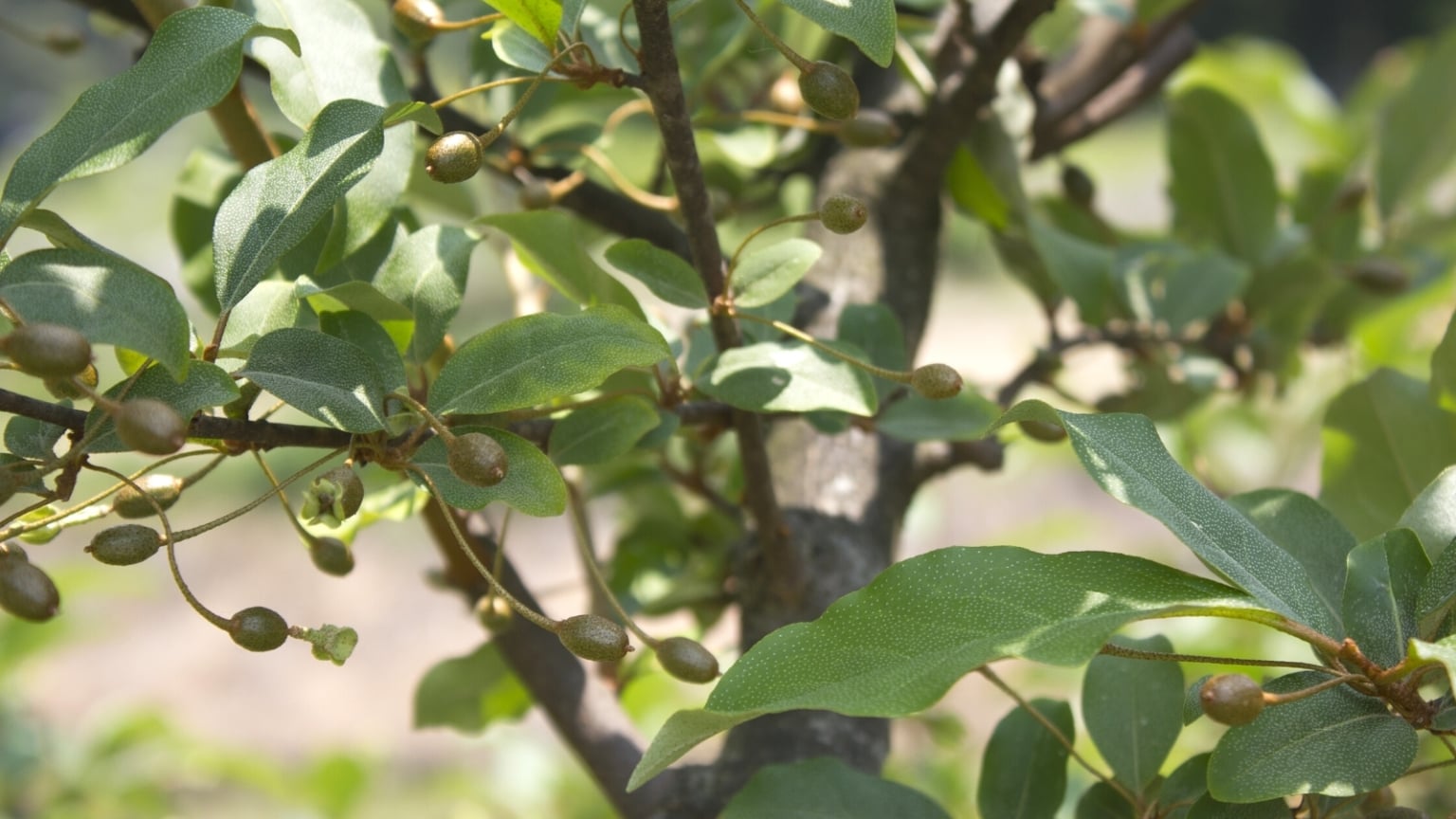 How to Get Rid of Autumn Olive Shrubs