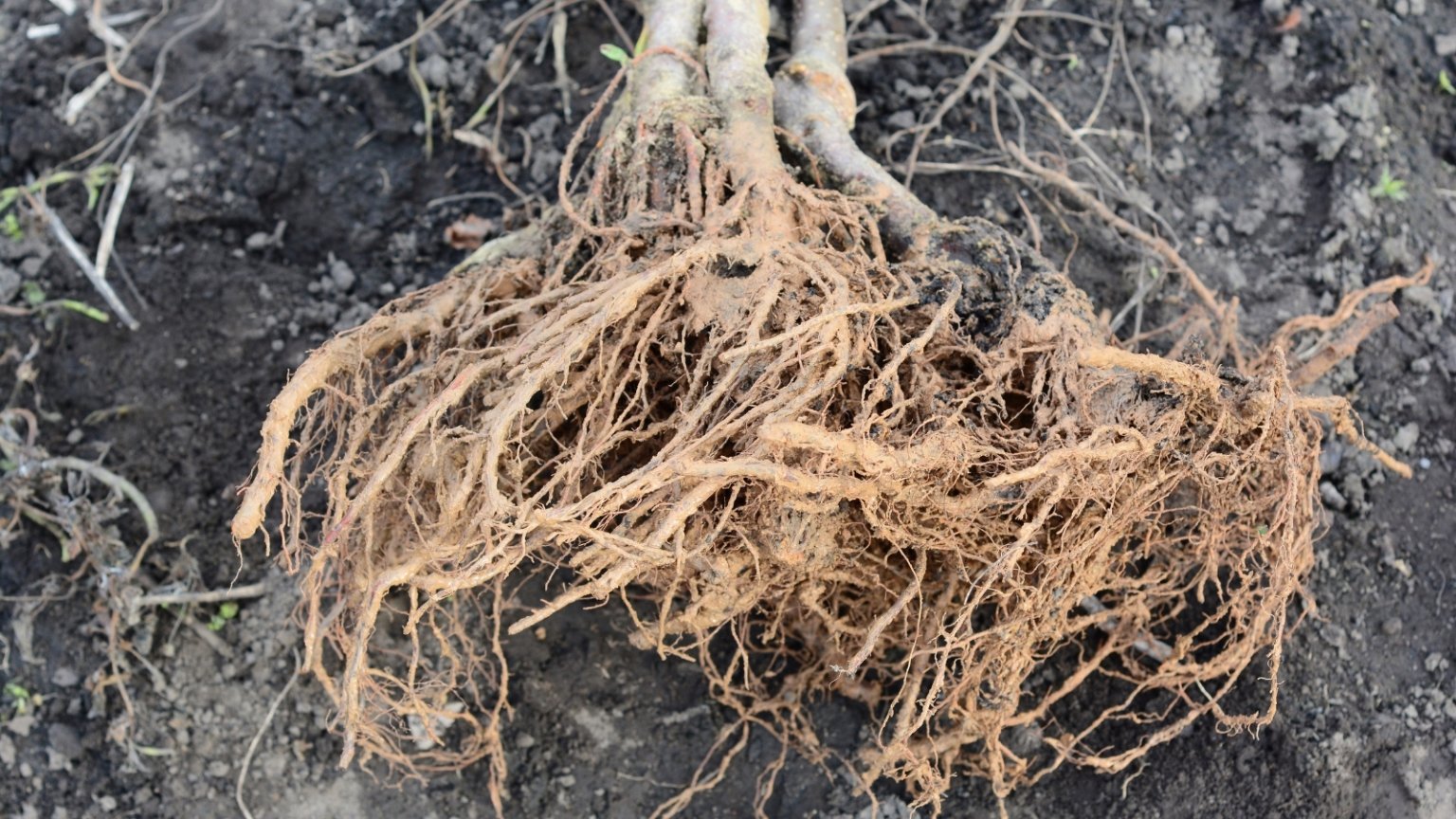 How to Plant, Grow, and Care for 'Gala' Apple Trees