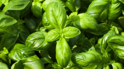 15 Delicious Culinary Herbs You Need in Your Garden