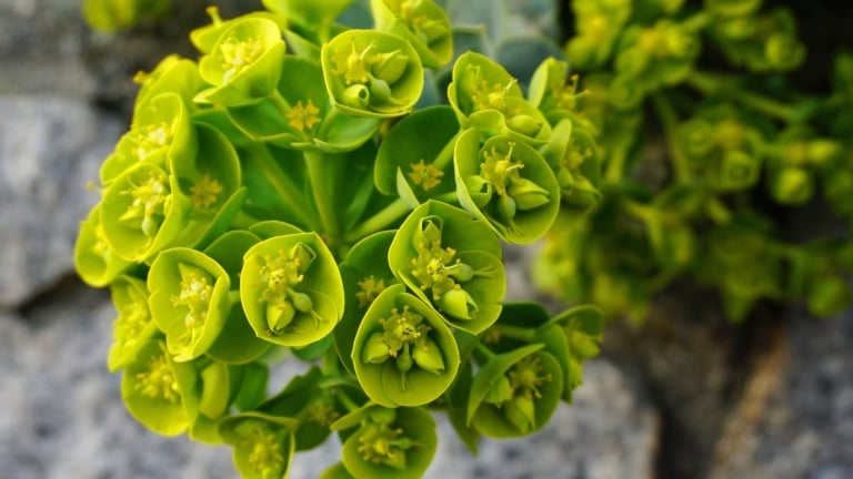 27 Beautiful Filler Plants for Flower Arrangements and Bouquets