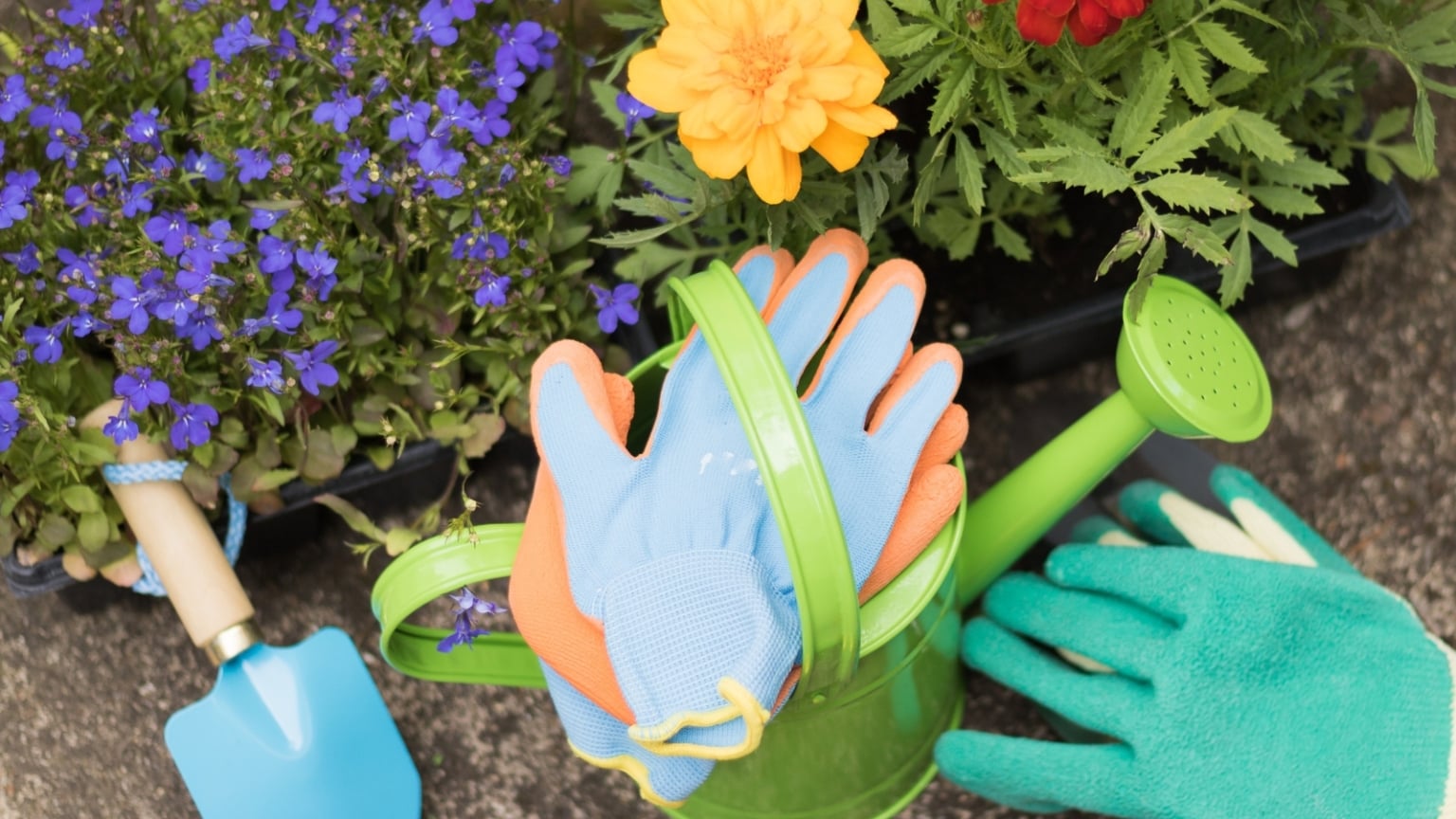 When and How to Divide and Replant Popular Perennials