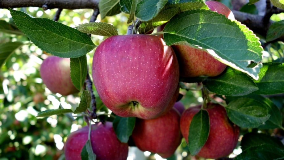 How to Plant, Grow, and Care for 'Fuji' Apple Trees
