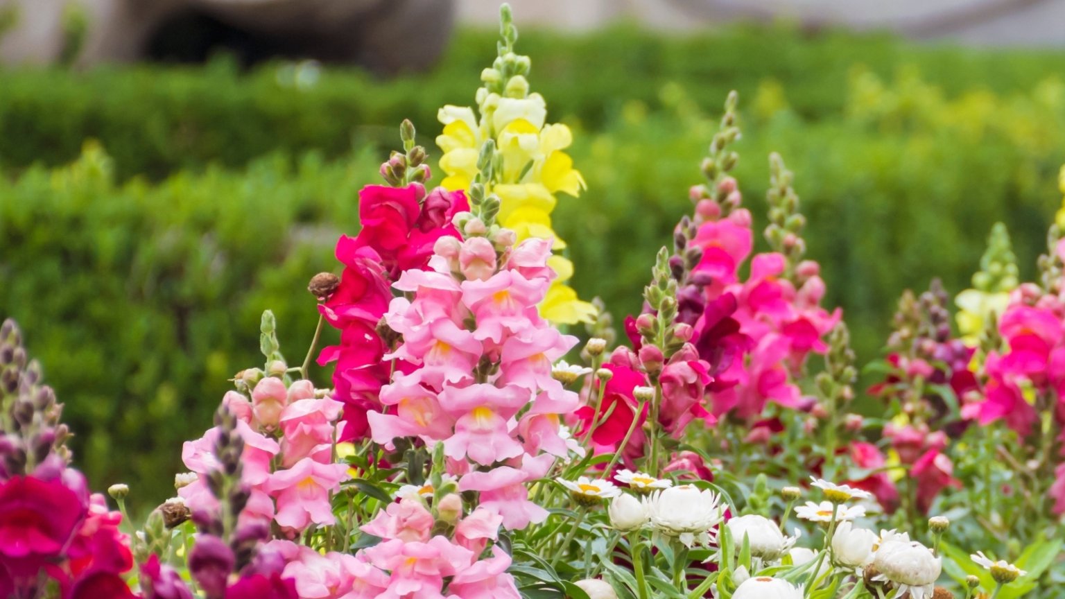 35 Beautiful Snapdragon Varieties for Your Garden
