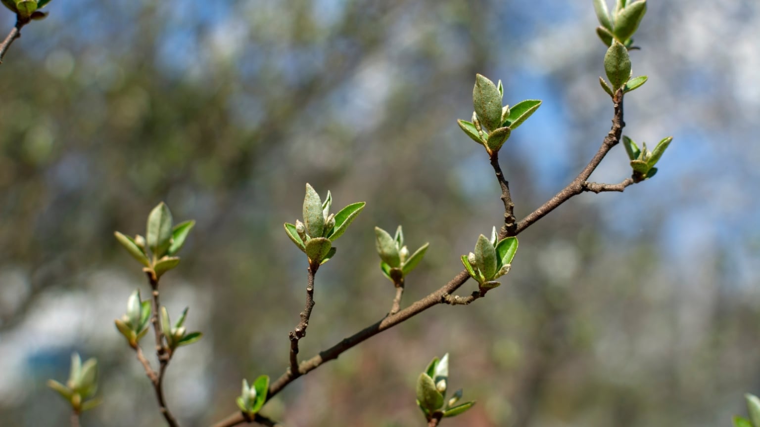 How to Get Rid of Autumn Olive Shrubs