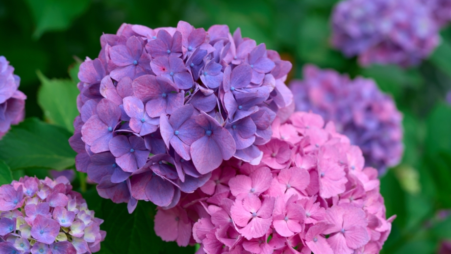 17 Best Varieties of Reblooming Hydrangeas You Can Plant Now