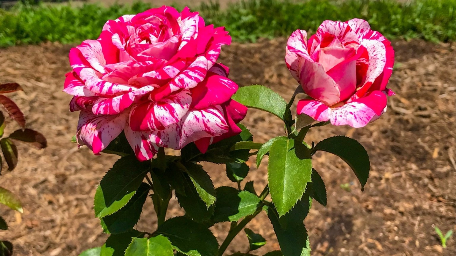 How to Plant, Grow, and Care for Hybrid Tea Roses