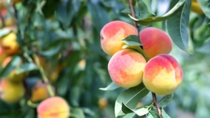 9 Best Peach Tree Varieties for Home Gardens