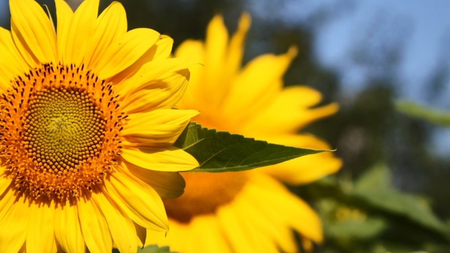 29 Flowers That Thrive in Full Sun