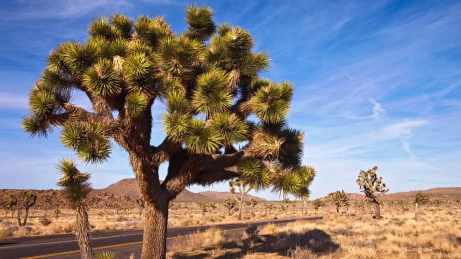 37 Tough Desert Plants for Your Garden
