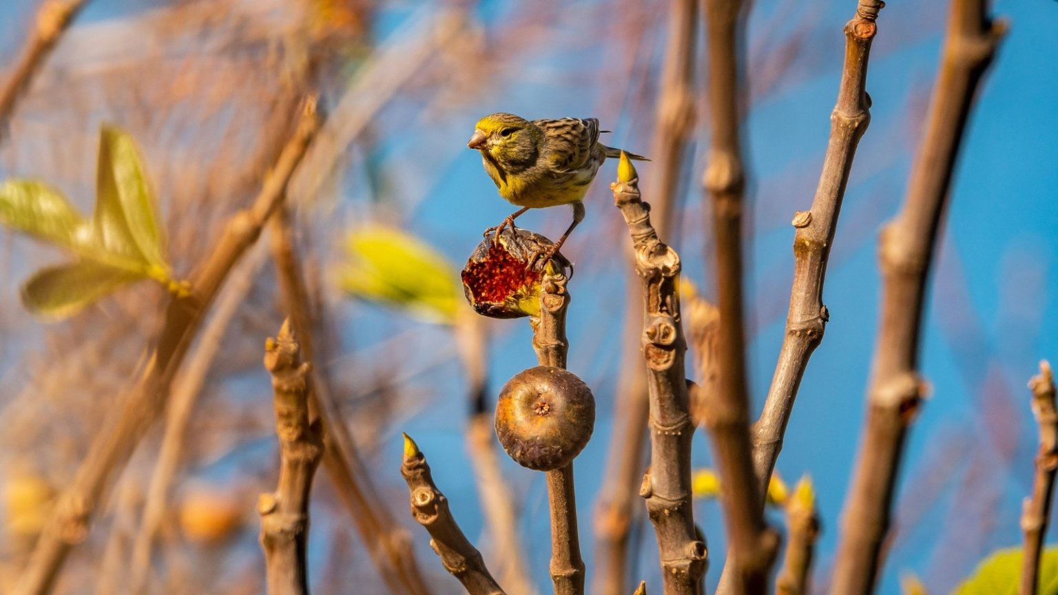 How to Plant, Grow, and Care For 'Black Mission' Fig Trees