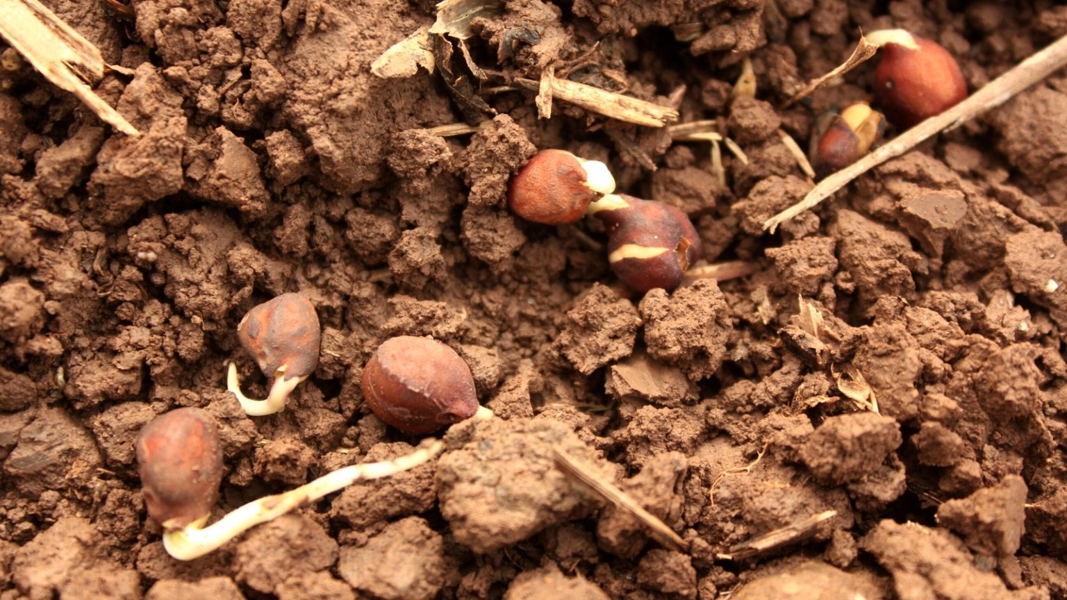 Seed Scarification: How to Scarify Seeds For Better Germination