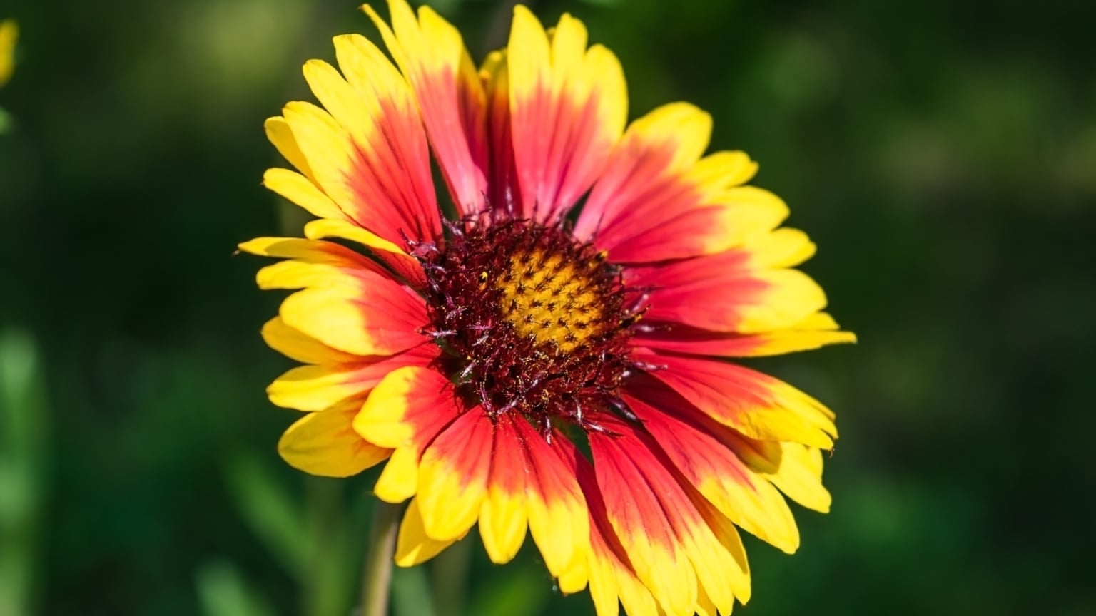 27 Drought-Tolerant Perennial Flowers for Dry Gardens