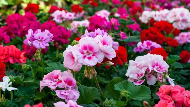 21 Plants for Victorian Home Gardens