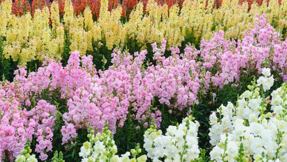 35 Beautiful Snapdragon Varieties for Your Garden