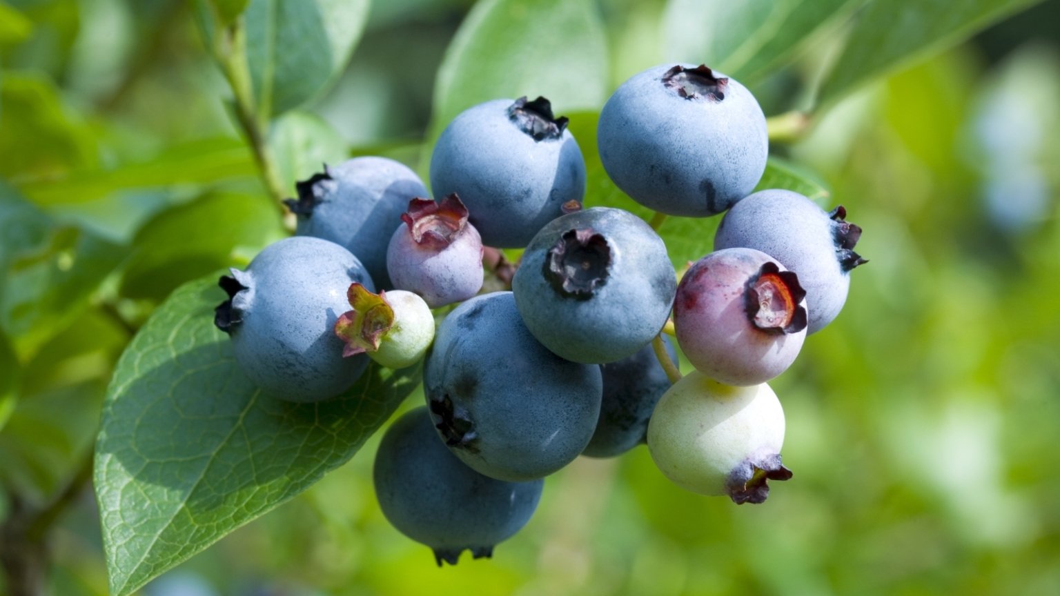 13 Tastiest Blueberry Varieties for Home Gardens
