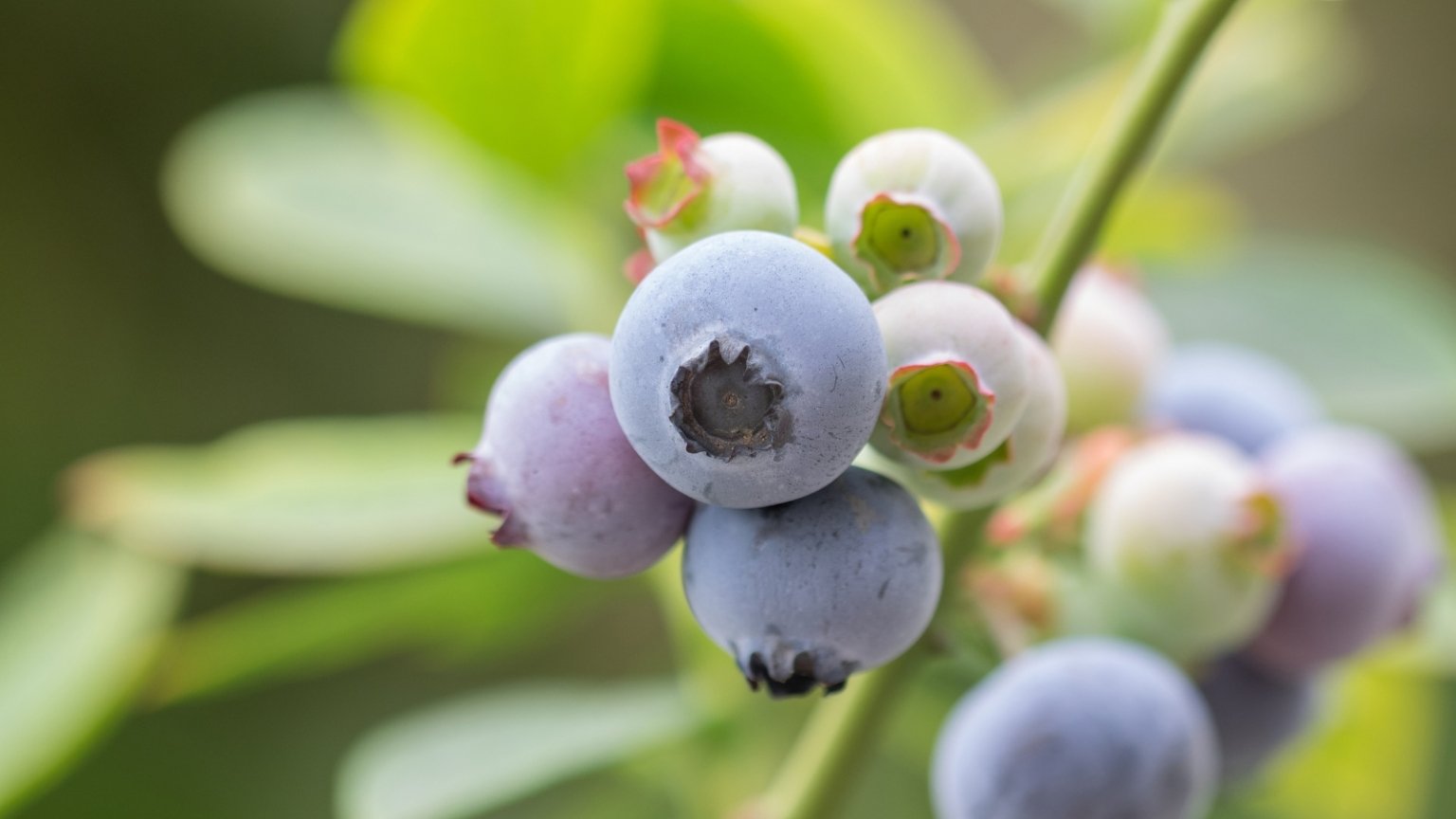 13 Tastiest Blueberry Varieties for Home Gardens