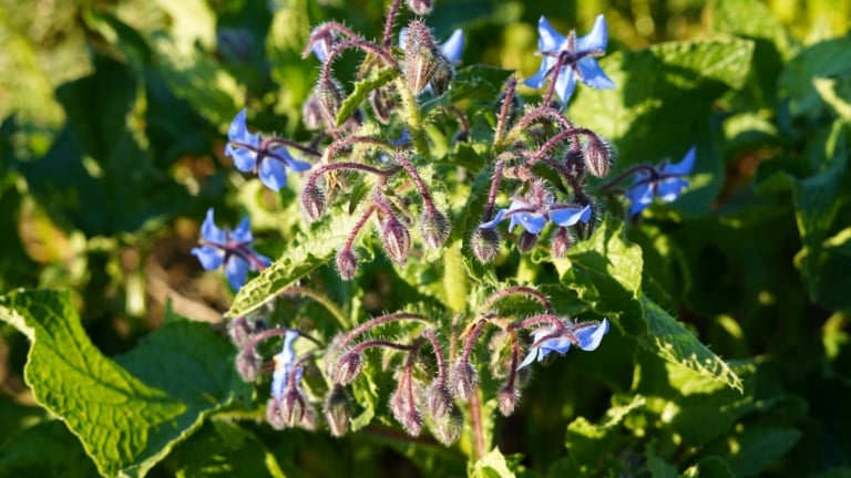 15 Delicious Culinary Herbs You Need in Your Garden