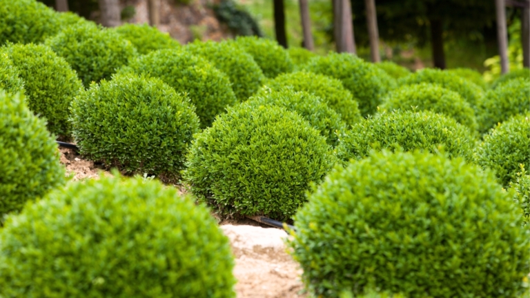 21 Plants for Victorian Home Gardens