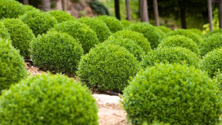 21 Plants for Victorian Home Gardens
