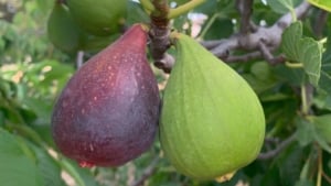 How to Plant, Grow, and Care For Fig Trees