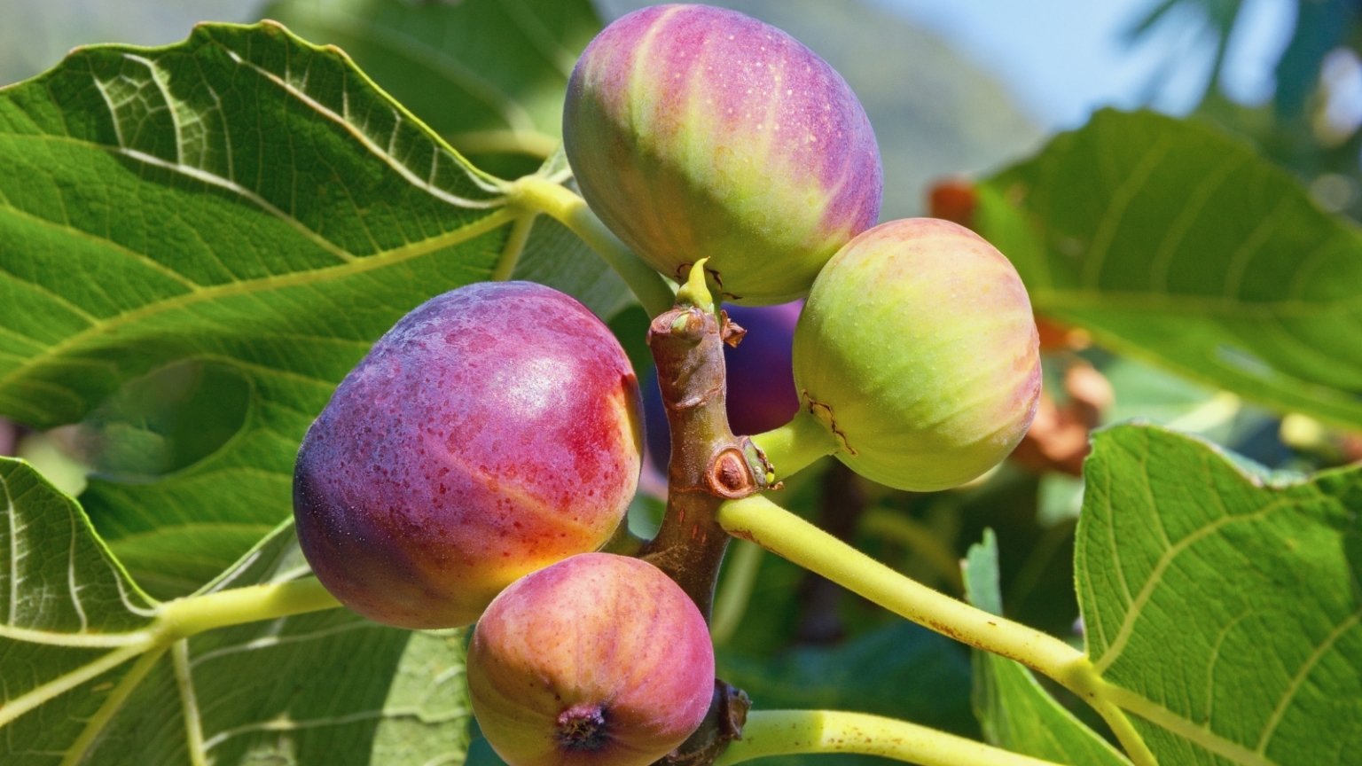 How to Plant, Grow, and Care For Fig Trees