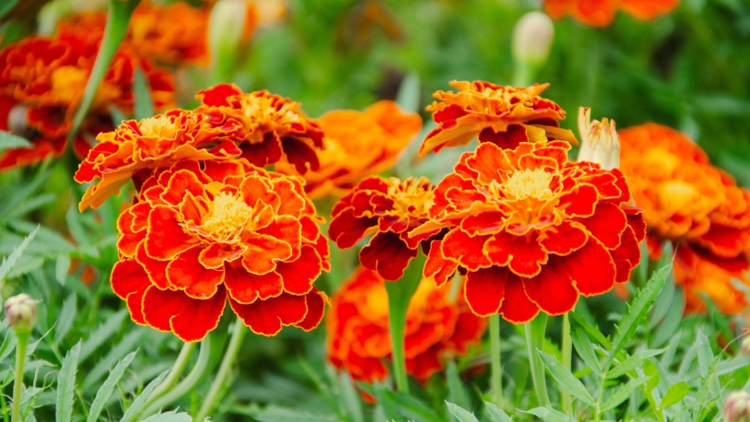 21 Best Flowers for Gardeners with a Short Growing Season