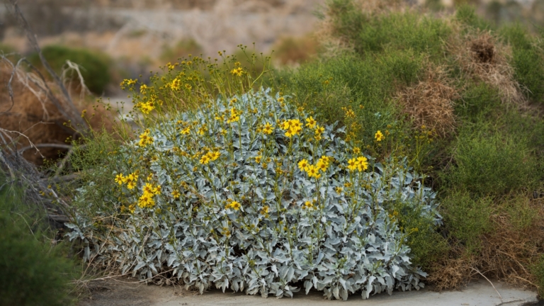 37 Tough Desert Plants for Your Garden