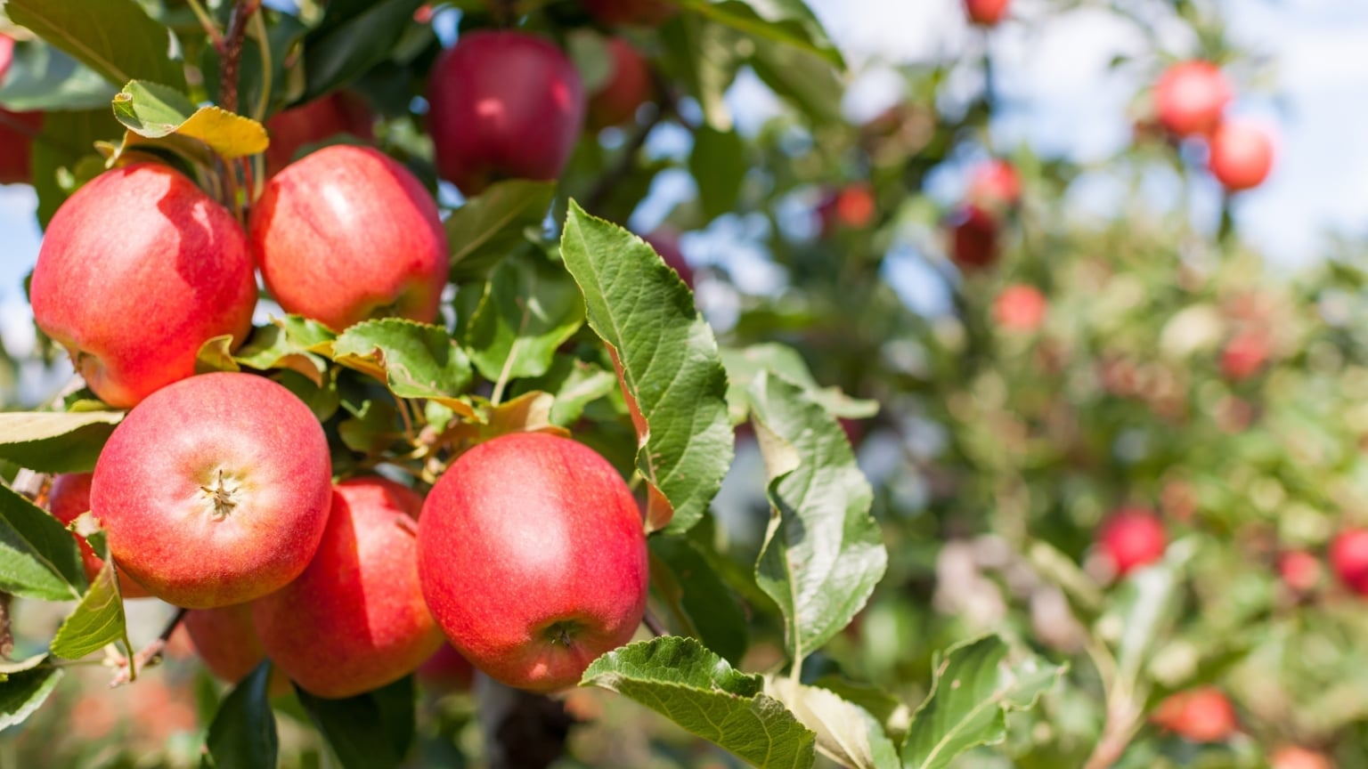 How to Plant, Grow, and Care for 'Gala' Apple Trees