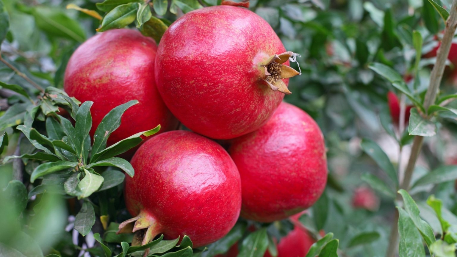 9 Best Pomegranate Varieties for Home Gardens