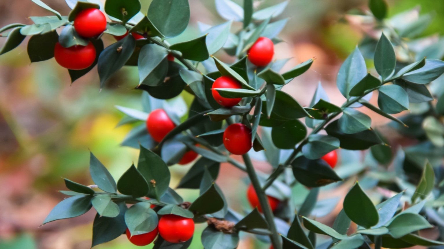 27 Beautiful Filler Plants for Flower Arrangements and Bouquets