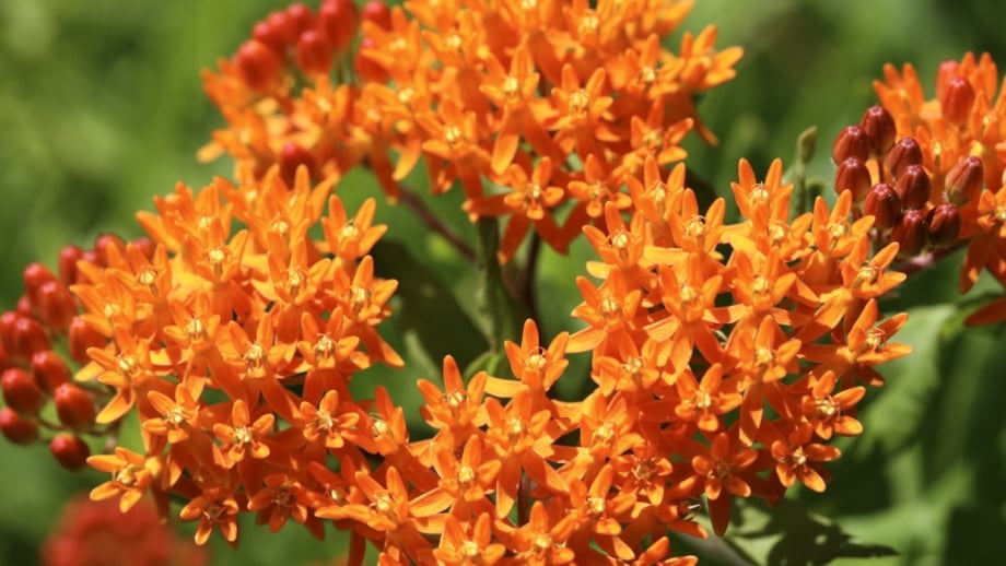 How to Plant, Grow, and Care for Butterfly Flower