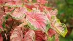 How to Plant, Grow, and Care for Caladium Plants