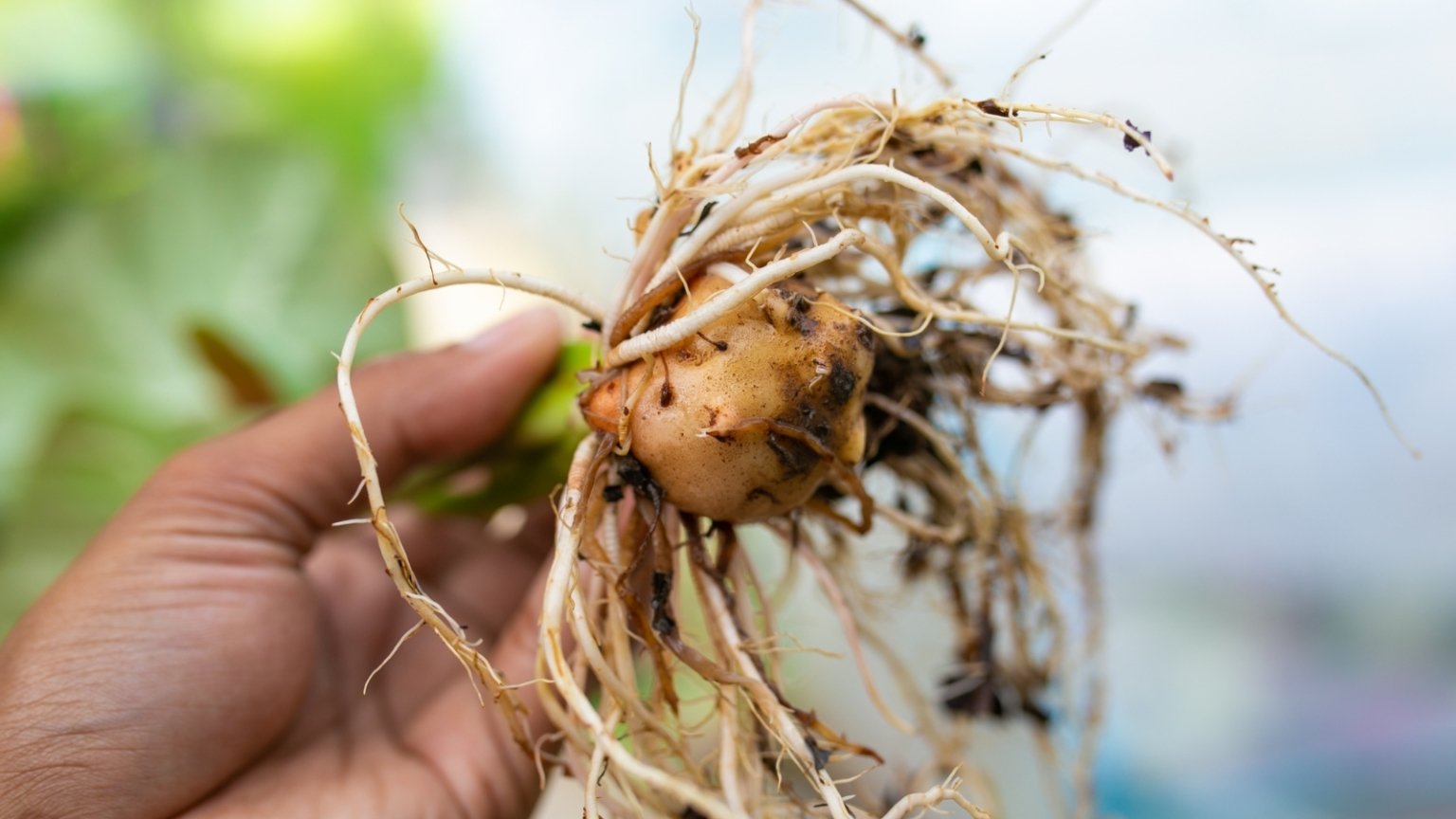 How to Plant, Grow, and Care for Caladium Plants