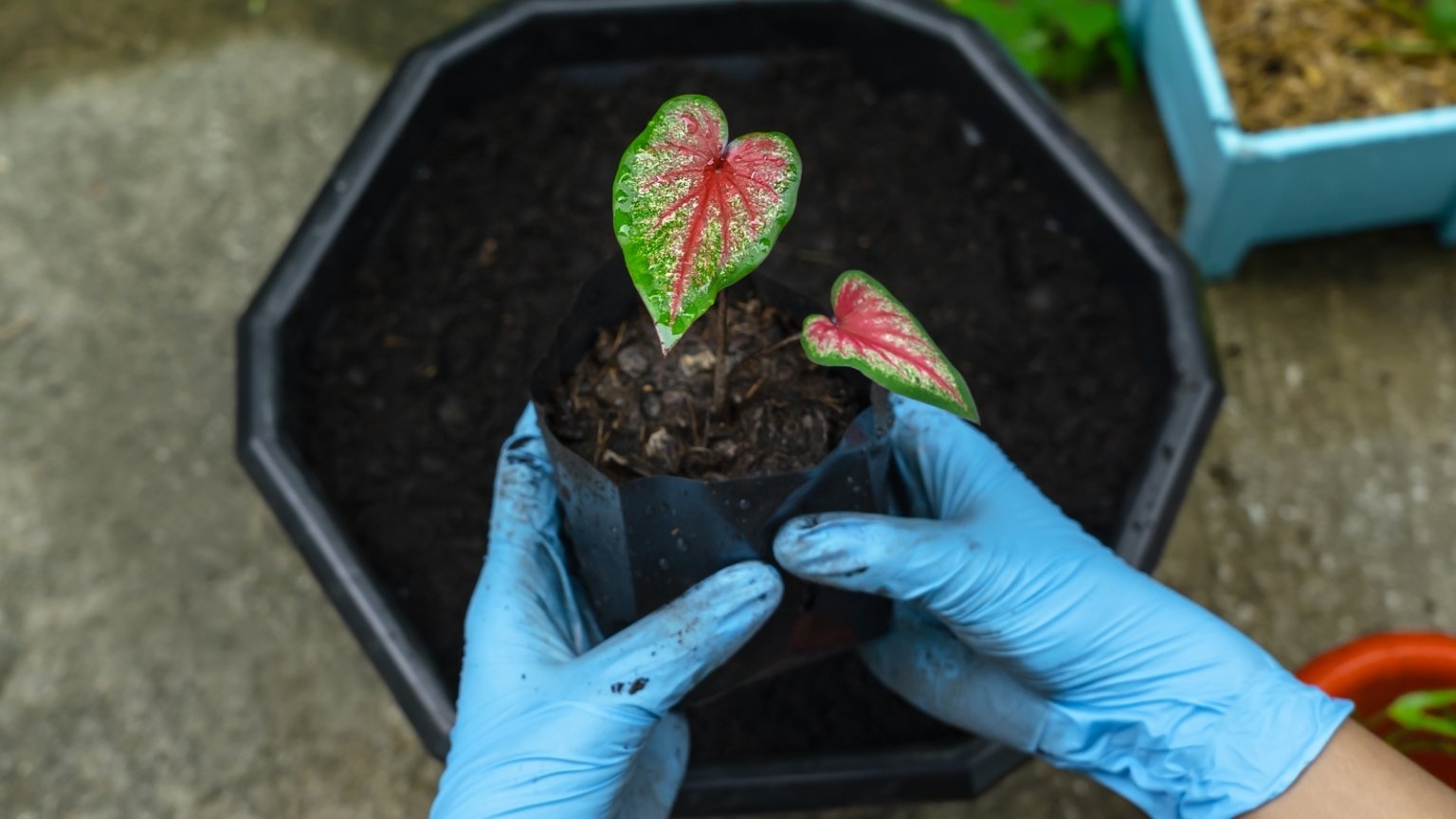 How to Plant, Grow, and Care for Caladium Plants