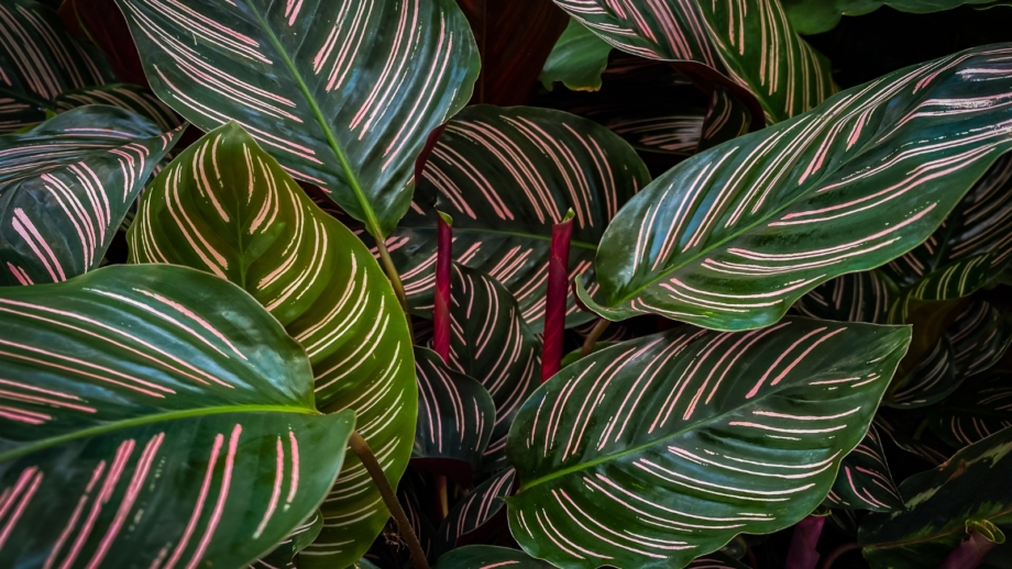 31 Colorful Plant Ideas for Shaded Containers