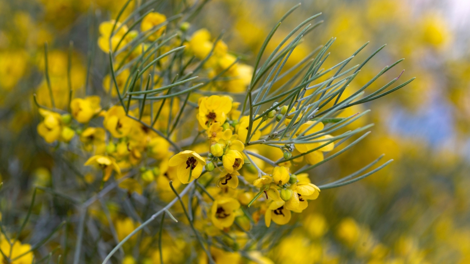 37 Tough Desert Plants for Your Garden