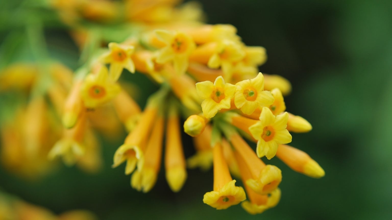 53 Yellow Flowers With Names and Pictures