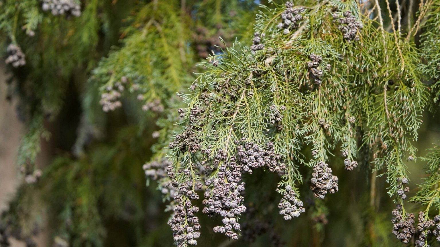 17 Best Foundation Plants for the Front of Your House