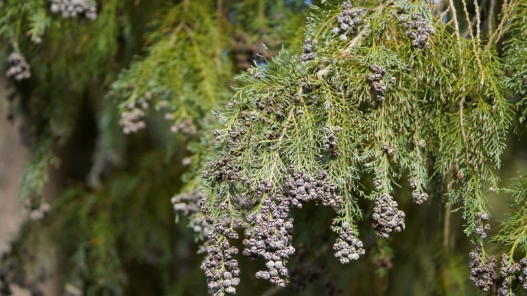 17 Best Foundation Plants for the Front of Your House