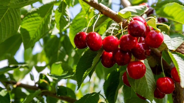 How to Plant, Grow, and Care for ‘Lapins’ Cherry Trees