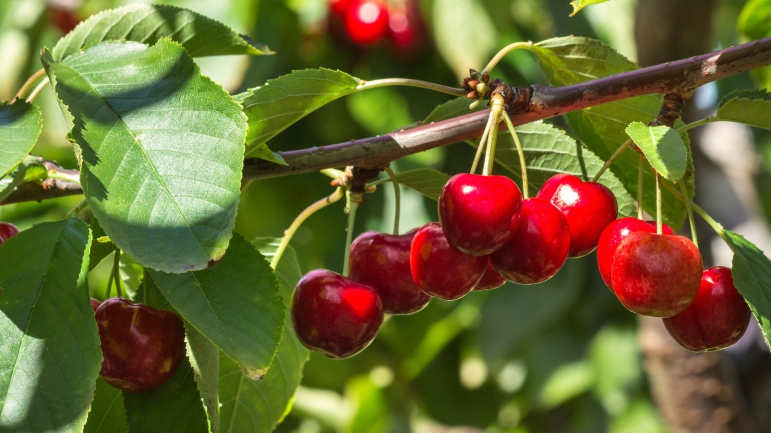 What Are Growing Zones, and What Do They Mean for Your Garden?