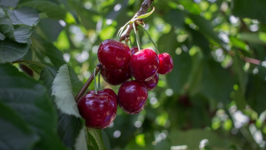 How to Plant, Grow, and Care for ‘Lapins’ Cherry Trees