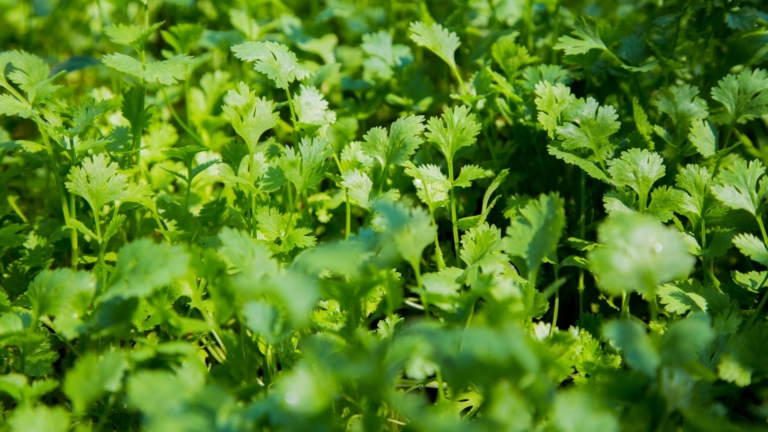 How to Plant, Grow, and Care for Cilantro